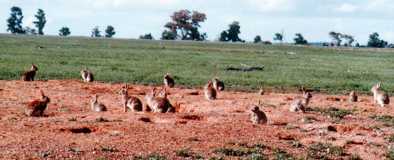 28 – The Dingo Fence – Australian Histories Podcast