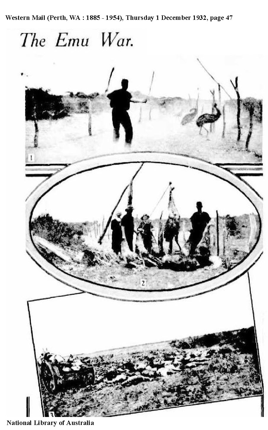 34 – The Great Emu War – Australian Histories Podcast